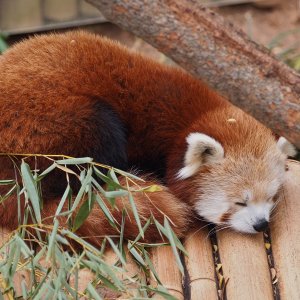 red-panda | DPReview Forums