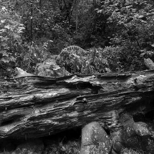 Old Log and Fauna_PORT1001BW_Solomon | DPReview Forums