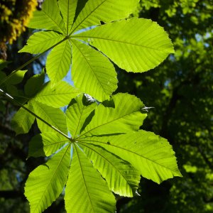 Green Leaves | DPReview Forums