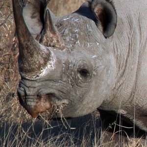 rino | DPReview Forums