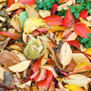 Autumn leaves 4 | DPReview Forums