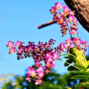 orchid | DPReview Forums