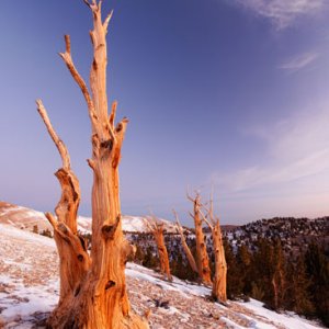 Bristlecone pines and White Mountains | DPReview Forums