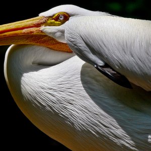 Peacock_MG_4810 | DPReview Forums