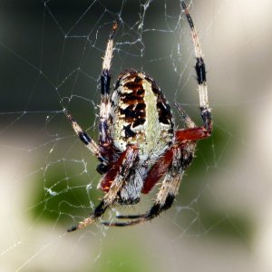 Backyard Spider Cropped | DPReview Forums