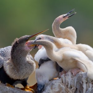 Anhinga feeding-2618 | DPReview Forums