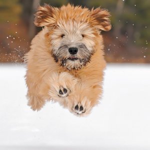 FLYING MAULEE 8 X 10 800P NR | DPReview Forums