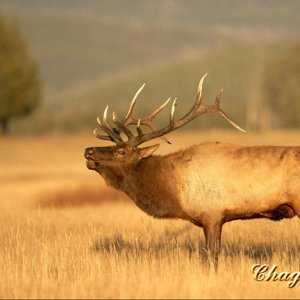 Yellowstone_3318 | DPReview Forums