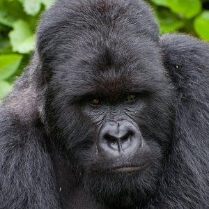 Kwitonda Silverback | DPReview Forums