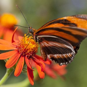 Close-Up-Lotus | DPReview Forums