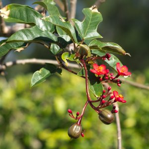 Rokinon 85mm F1.4_web_-153354 | DPReview Forums