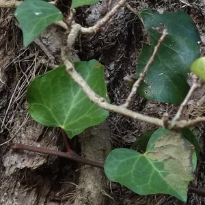 ff_x_pro1_008-crop100-mod-Silkypix_Pro_4 | DPReview Forums