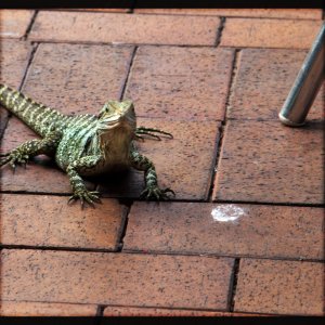 Visitor | DPReview Forums