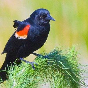 black-bird-viera | DPReview Forums