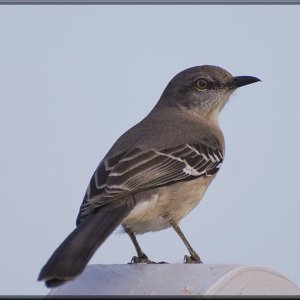 mocking-bird | DPReview Forums