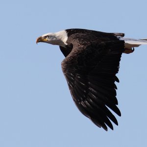 Bald Eagle_001F 01 | DPReview Forums