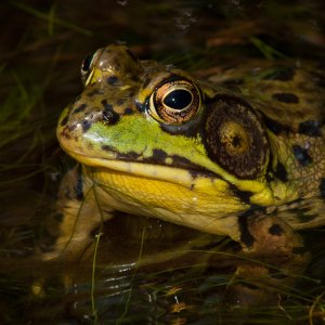 Northern Green Frog | DPReview Forums