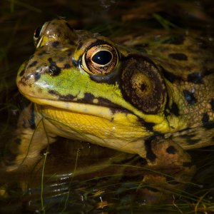 Northern Green Frog | DPReview Forums