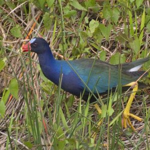 Cormorant in the Everglades | DPReview Forums