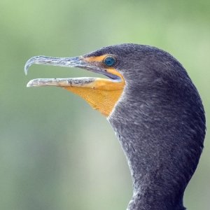 Cormorant in the Everglades | DPReview Forums