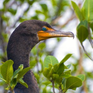 Cormorant in the Everglades | DPReview Forums