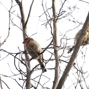 redpoll | DPReview Forums