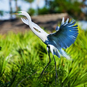 Great White Egret Flying | DPReview Forums