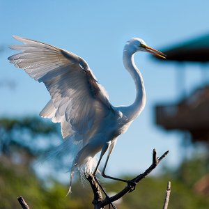 Great White Egret Flying | DPReview Forums