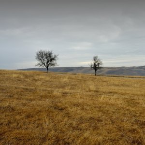 copaci | DPReview Forums