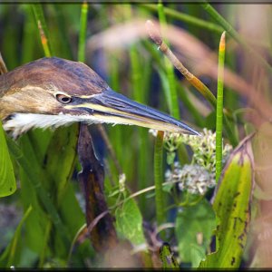 bitterns | DPReview Forums