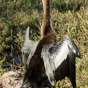 Anhinga drying feathers | DPReview Forums