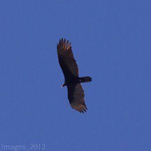 vultures_costa rica-web - no -8 | DPReview Forums