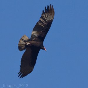 vultures_costa rica-web - no -8 | DPReview Forums