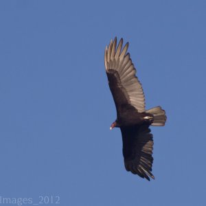 vultures_costa rica-web - no -8 | DPReview Forums