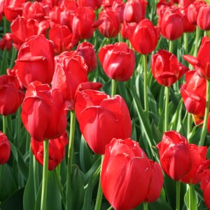 Tulip Garden | DPReview Forums