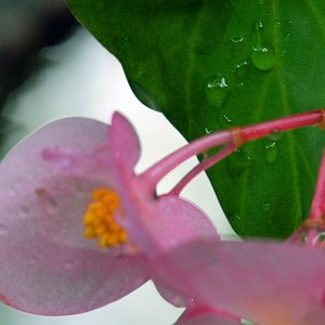 Pink Flower in Miami | DPReview Forums