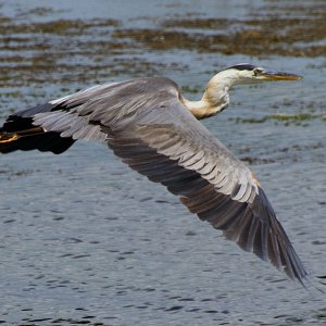 Great Blue Heron flying over Viera Wetlands | DPReview Forums