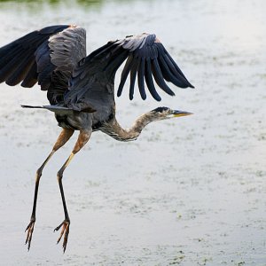 Great Blue Heron flying over Viera Wetlands | DPReview Forums