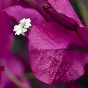 Boganvilla at Viera Wetlands | DPReview Forums