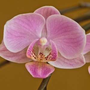 Orchid EPL1/ OM 135mm 4.5 macro/ OM 65-116 tubus | DPReview Forums