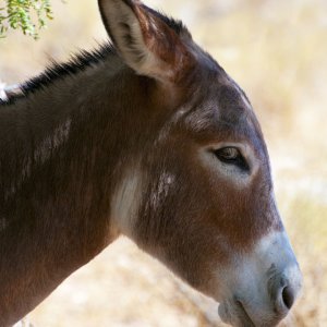 wild-burro | DPReview Forums