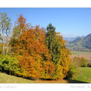 gruyere | DPReview Forums