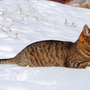 Cat photography | DPReview Forums