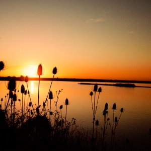 marsh sunset close up w logo | DPReview Forums