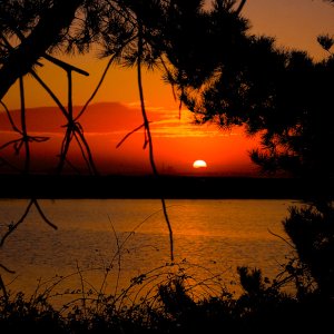 marsh sunset close up w logo | DPReview Forums