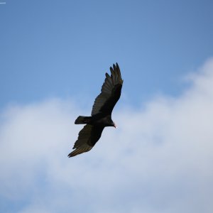 A Cuban Bird | DPReview Forums