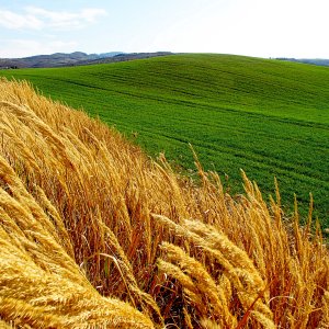 Gold and green | DPReview Forums