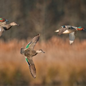 green-winged-teal | DPReview Forums