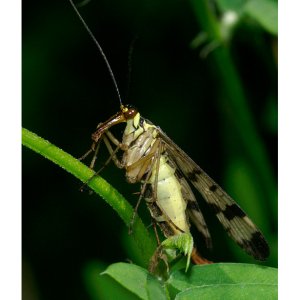 PICT9434-cpw-k | DPReview Forums