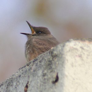 sunland-sunset | DPReview Forums